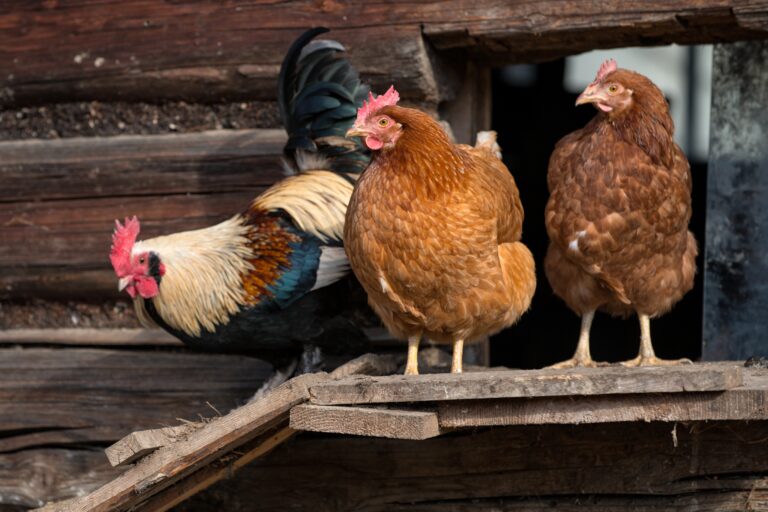 Celebrating National Farm Animals Day | NARA